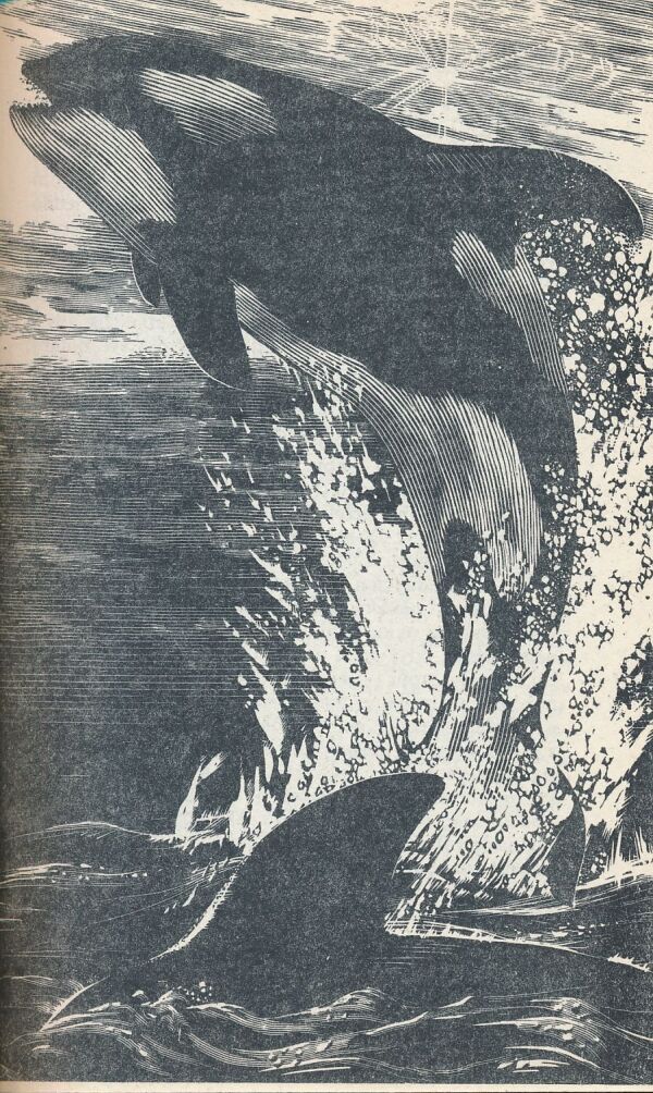 David C. Taylor: Veterinářem v ZOO | Pod Vŕškom - kníhkupectvo ...