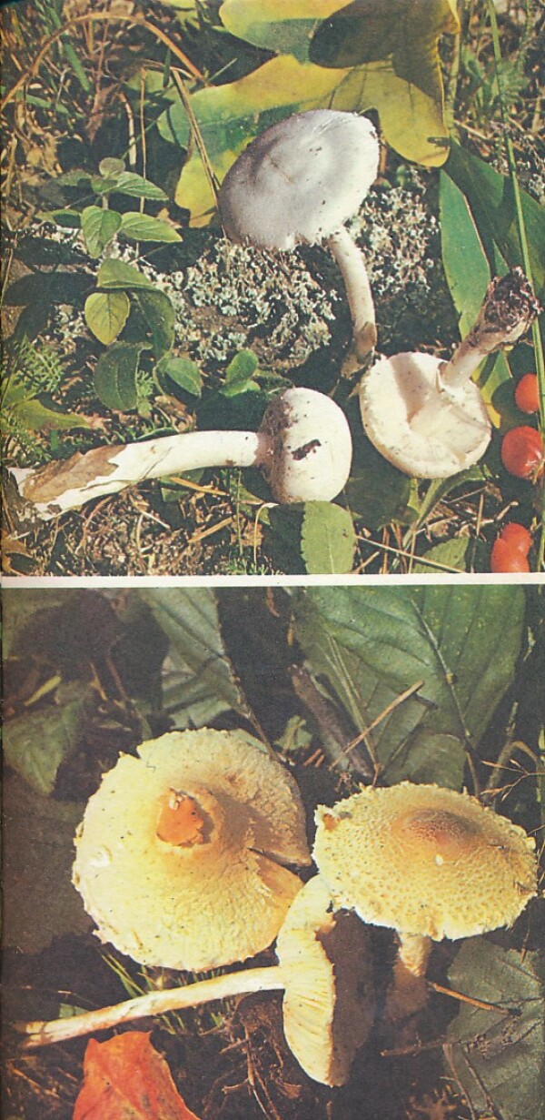 Aurel Dermek: ATLAS NAŠICH HÚB | Pod Vŕškom - kníhkupectvo, antikvariát ...